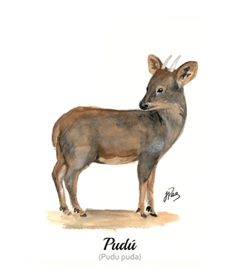 Pudú Pudu Puda Yo Soy Fauna