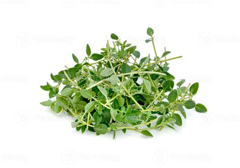 Fresh Thyme Or Lemon Thyme Leaf Isolated On A White Background Green Leaves Pattern 11090176