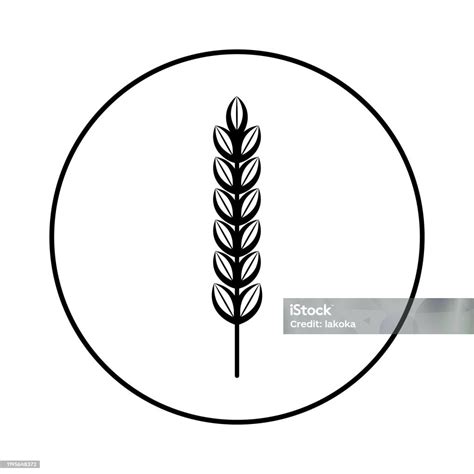 곡물 작물의 스파이크 밀 호밀 쌀 흰색 배경에서 격리된 벡터 이미지입니다 0명에 대한 스톡 벡터 아트 및 기타 이미지 0명 가을 건강한 생활방식 Istock