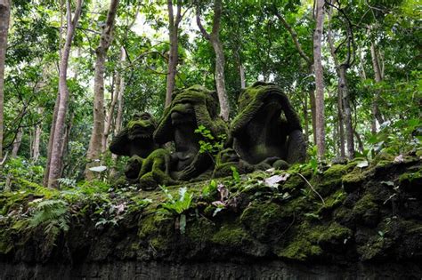 Premium Photo A Tree Stump With Moss On It And A Tree Stump In The Middle