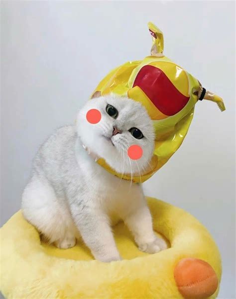 [99 ] Meme Mèo Cute Ngộ Nghĩnh đáng Yêu Nhất Hiện Nay