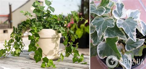 Які кімнатні рослини найкраще вбирають вологу і позбавляють від плісняви назви і фото Oboz Ua