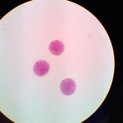 Lab 7 Zooplankton And Life Cycles Flashcards Quizlet