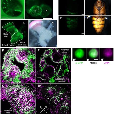 Visualization Of Cellular Position By Nuclear Localizing Gfp Download Scientific Diagram