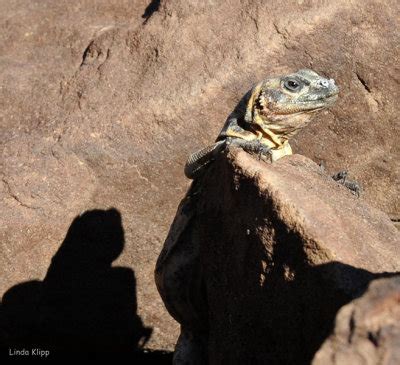 The Baja And Sea Of Cortez Photo Gallery By Bill Klipp At