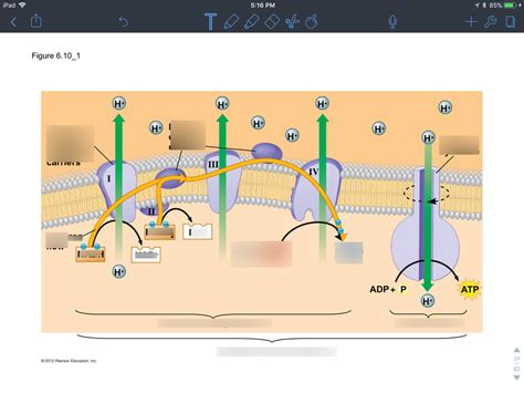 Oxidative Phosphorylation Diagram Quizlet