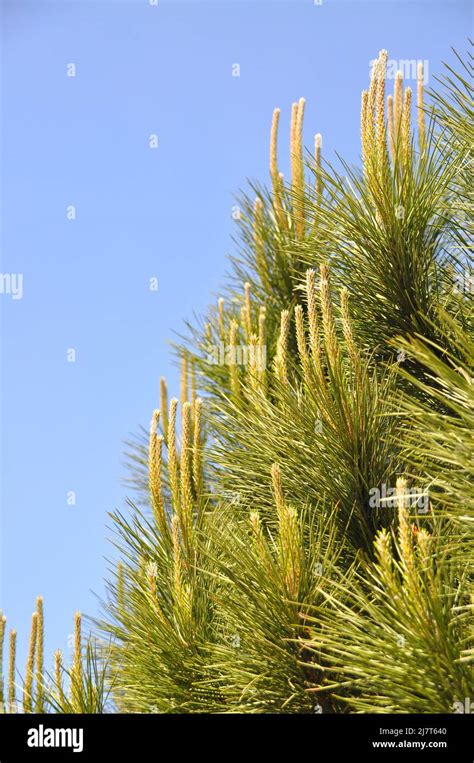 Needle Leaf Pine Tree In Its Natural Environment Pine Tree In Nature