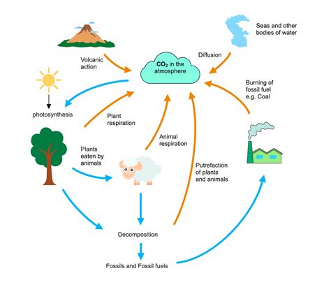 Carbon Cycle For Middle School