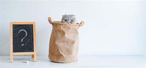 Premium Photo Striped Gray Mischievous Kitten Tricky Looks Out Of The