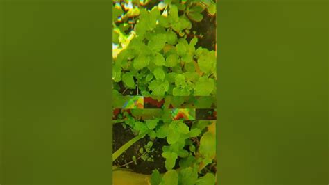 Puthina 🍃🍃 Youtube