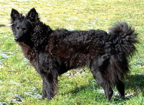 Mudi Puppies Rescue Pictures Information Temperament