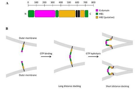 Hypothetical Mode Of Action Of Mitofusin In Mitochondrial Fusion A
