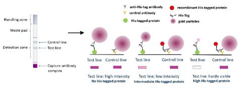 His Tag融合組換え体タンパク質をラテラルフローアッセイで簡便、迅速に検出するキット Proflo His Tag Quick Test Kit フナコシ