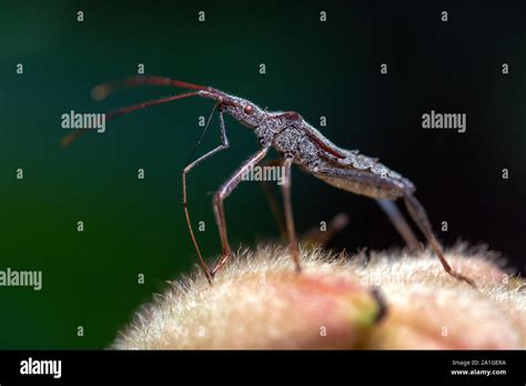 Close Up Of Assassin Bug Species On Magnolia Seed Pod Penrose Near Brevard North Carolina