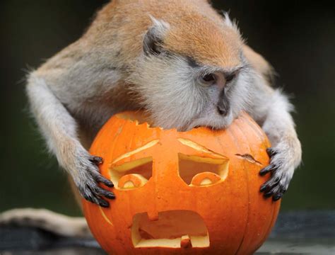 Momo The Monkey Has Escaped And Is Terrorizing The City Of Indianapolis