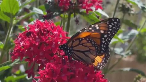 Butterfly Pavilion Data Helps Show Pollinator Loss Fox31 Denver
