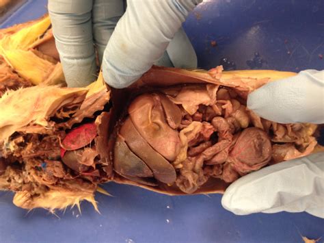 Rat Dissection 1 Diagram Quizlet