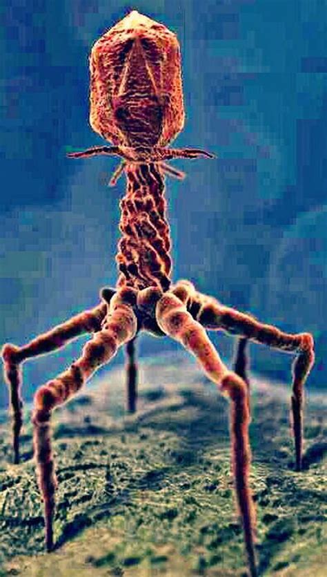 Electron Microscope Bacteriophage