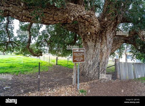 Cork Tree Lifespan At Jamie Gibb Blog