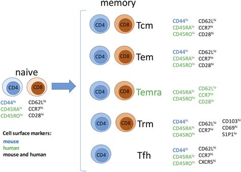 Memory T Cells