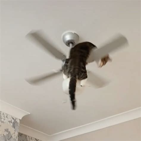 Princess The Cat Has Fan Club After Leap To Turned Off Ceiling Fan