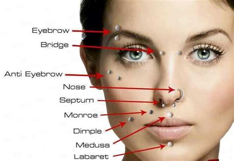 The Ultimate Guide To Understanding The Septum Diagram