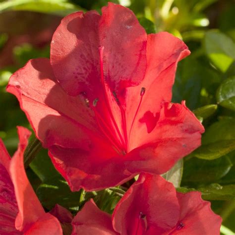 Encore Azalea Red Autumn Sunset Azalea Flowering Shrub In 1 Gallon Pot 80611 At