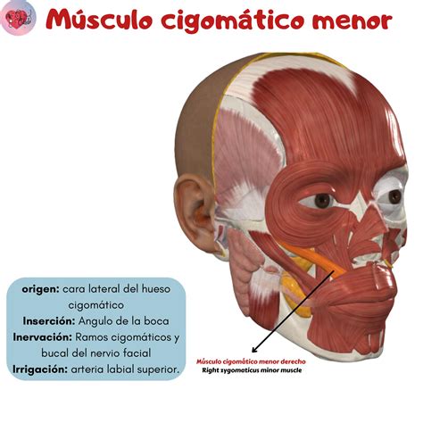 Musculo Zigomatico Menor Músculos De La Cara Músculos Del Rostro