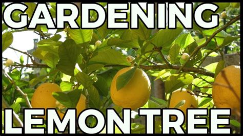 Lemon Tree Sex Garden Update January 2016 Youtube