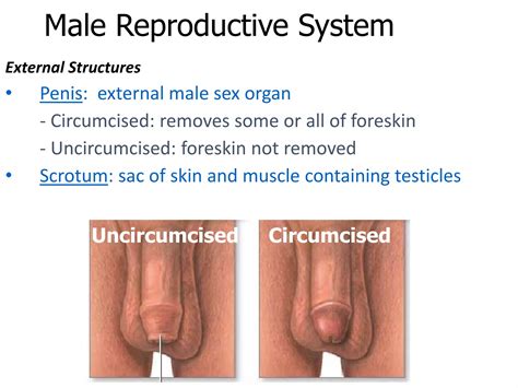 Reproductive Systemppt