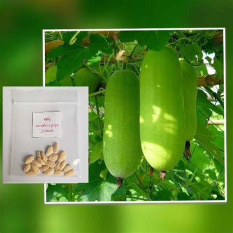 เมล็ดพันธุ์ แฟง 20 เมล็ด 10แถม2 คละได้ Shopee Thailand