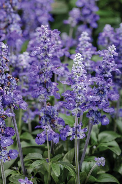 Unplugged™ So Blue™ Mealycup Sage Salvia Farinacea Proven Winners