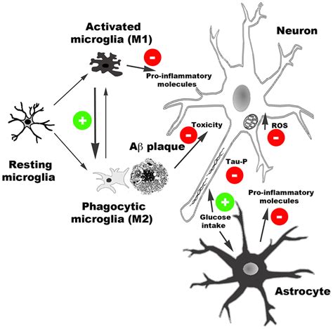 Schematic Representation Of Main Effects Of Cb 2 Receptor Activation Download Scientific