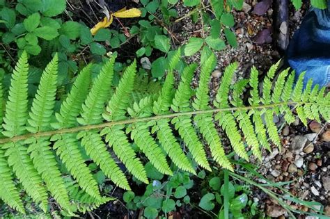 Polystichum Setiferum Complete Care Propagation And Variety Guide