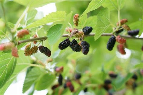 Mulberry Varieties The Red Black And White Mulberry