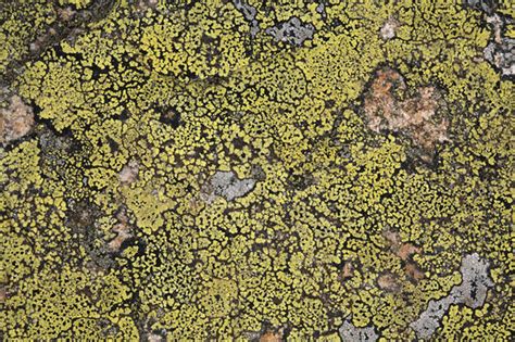 Lichenoid Bilder Bläddra Bland 143 Stockfoton Vektorer Och Videor Adobe Stock