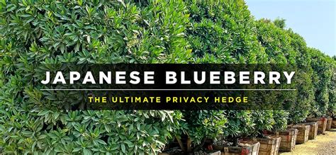 The Ultimate Privacy Hedge For Nevada The Japanese Blueberry
