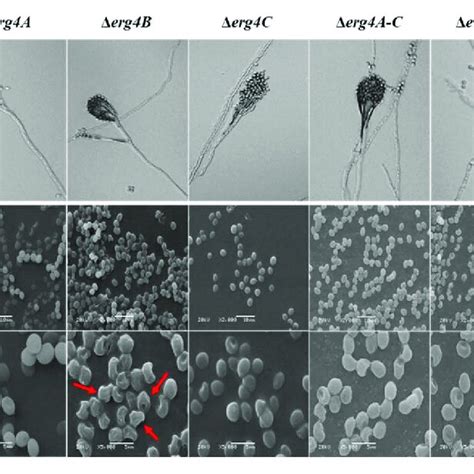 Conidiophore A And Spore Morphology B Of Wt Erg4 Mutants And