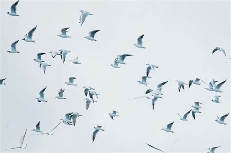 Particle Swarm Optimization Towards Data Science