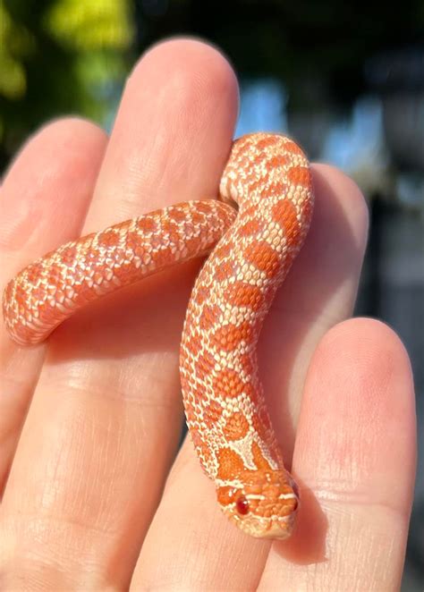 Classic Royal Morphs