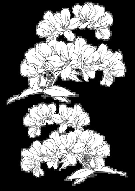 杜鹃3001 花瓣网