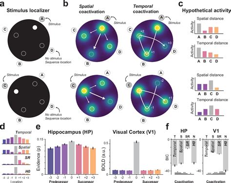 successor like representation guides the prediction of future events in