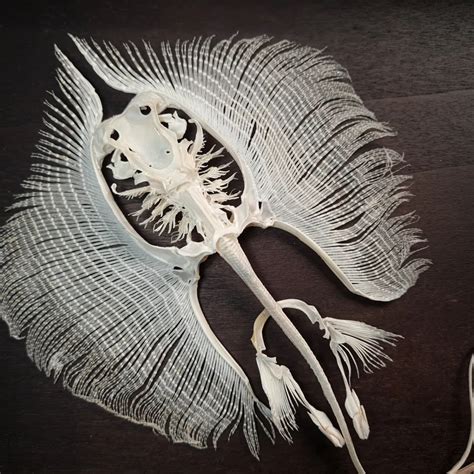 Stingray Skeleton