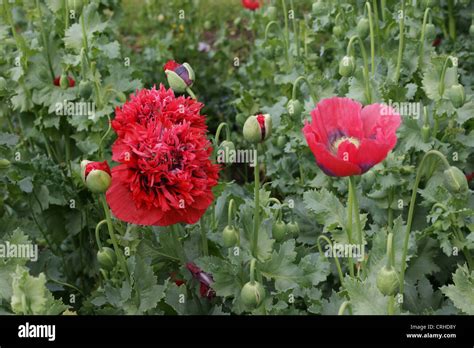 Types Of Poppies Flowers At Barbara Downs Blog