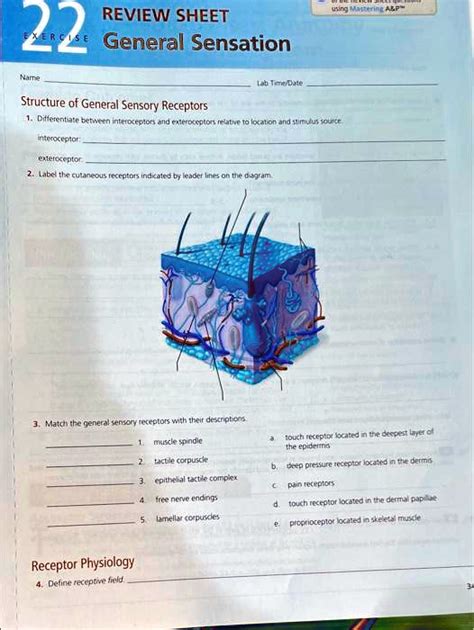 Review Sheet Exercise General Sensation Using Mastering A P Name Lab