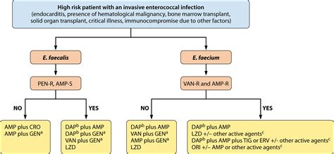 Enterococcus Faecalis Uti