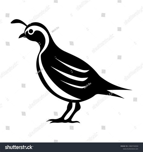 Quail Pheasant Bird Vector Clipart Stock Vector Royalty Free