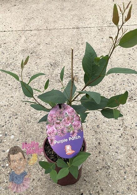 Eucalyptus Purple Patch 6 Pot Hello Hello Plants
