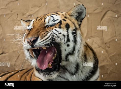 Bengal Tiger Resting With Mouth Open Showing Teeth Bengal Tiger With