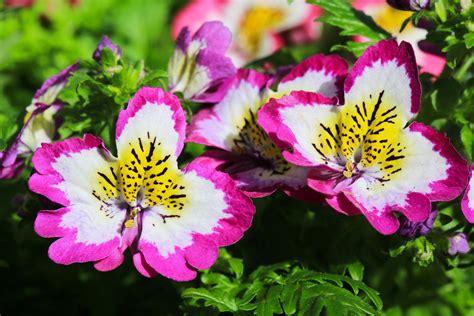 Schizanthus Angel Wings Flower Mix Seeds Schizanthus Pinnatus Shop